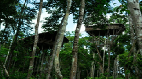 KOROWAI “Native Papuan Tribe Who Lives in a Tree Houses” - West Papua Voice