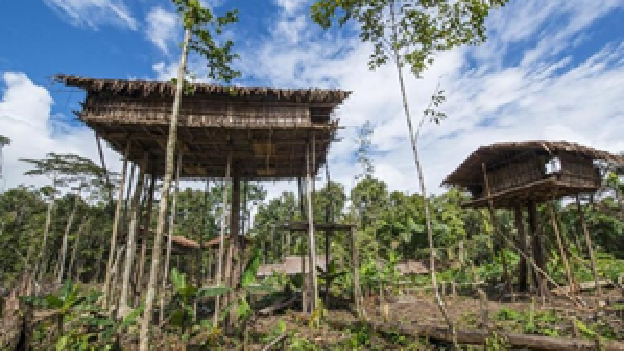 KOROWAI “Native Papuan Tribe Who Lives in a Tree Houses” - West Papua Voice