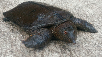 Pig-Snouted Labi-labi Endemic To Papua - West Papua Voice