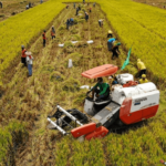Typical Papuan Traditional Houses: Diversity and Uniqueness - West ...