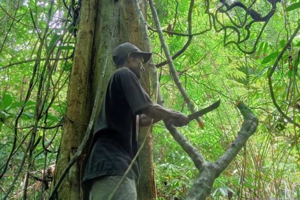 Koteka Traditional Clothing for Papuan Men in the Mountains - West ...