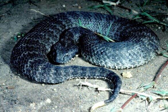 Koteka Traditional Clothing for Papuan Men in the Mountains - West ...