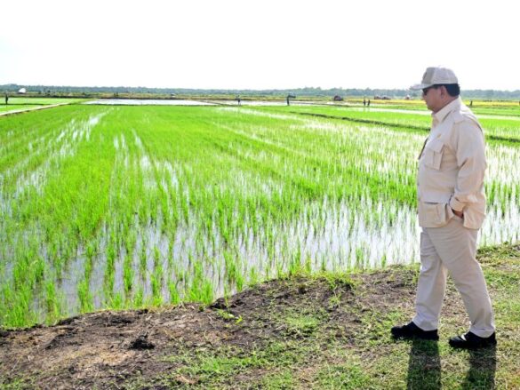 Papua Selatan as Indonesia’s New Food Frontier: Inside the 1 Million ...