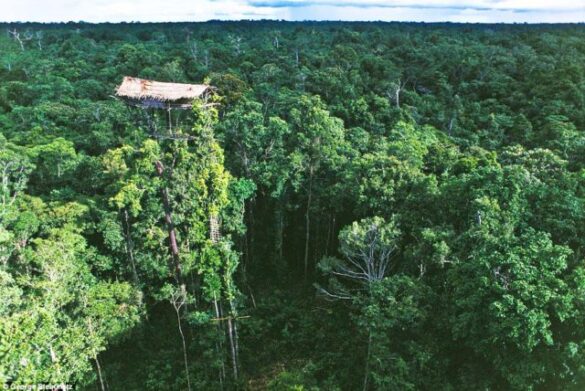 Papua's Korowai Treehouses: A Living Legacy of Culture, Architecture ...